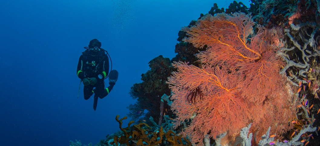 PNG Dive Focus 2019: Enhancing Understanding through Experience | Papua ...