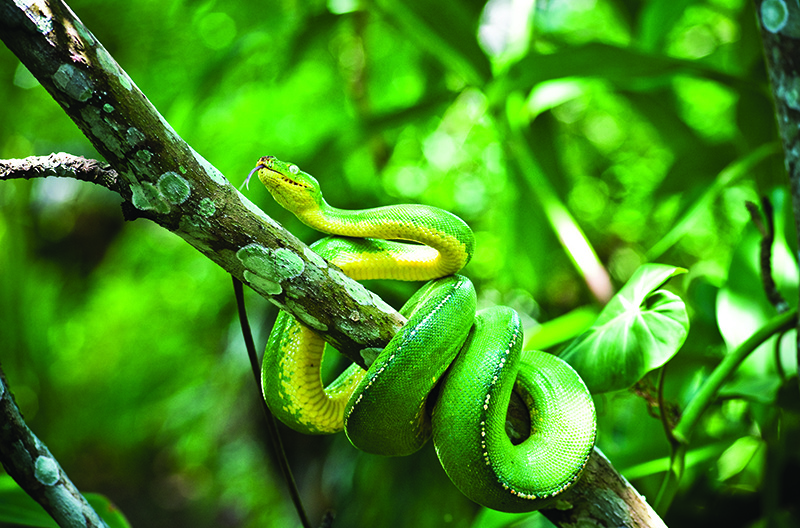 East New Britain - A Living Museum | Papua New Guinea